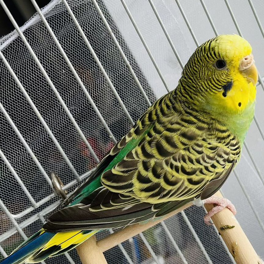 Попугай волнистый самка