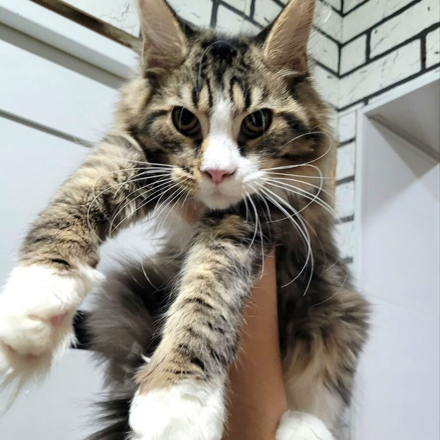 Мейн-кун самка больших размеров