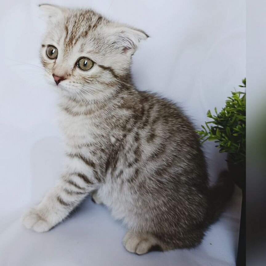 Шотландские котята