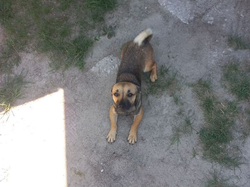 Тортерьер с чехуя хуей в добрые руки