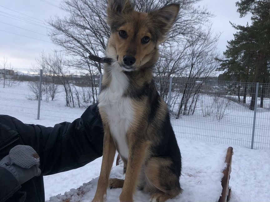 Собака в добрые руки