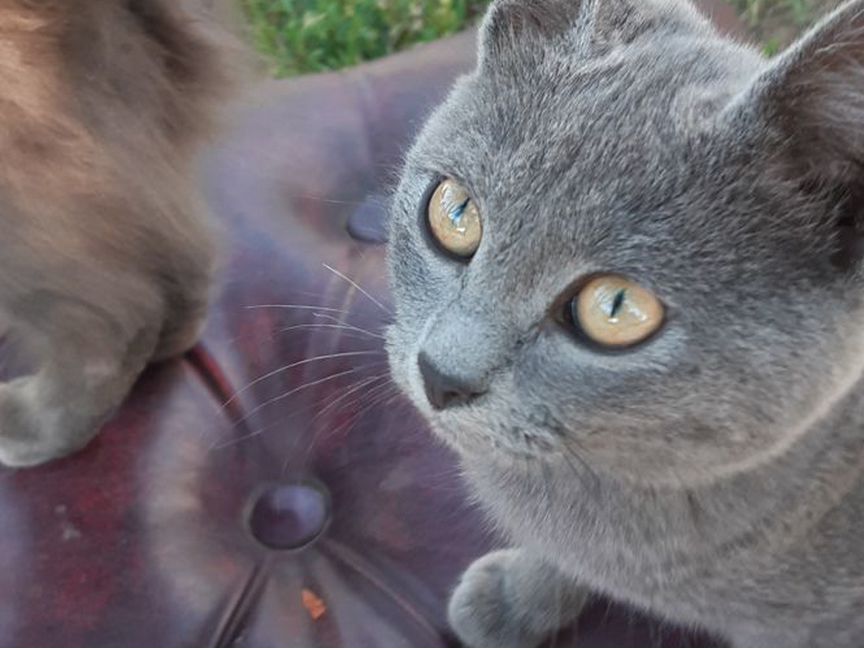 Котята отдам в добрые руки бесплатно