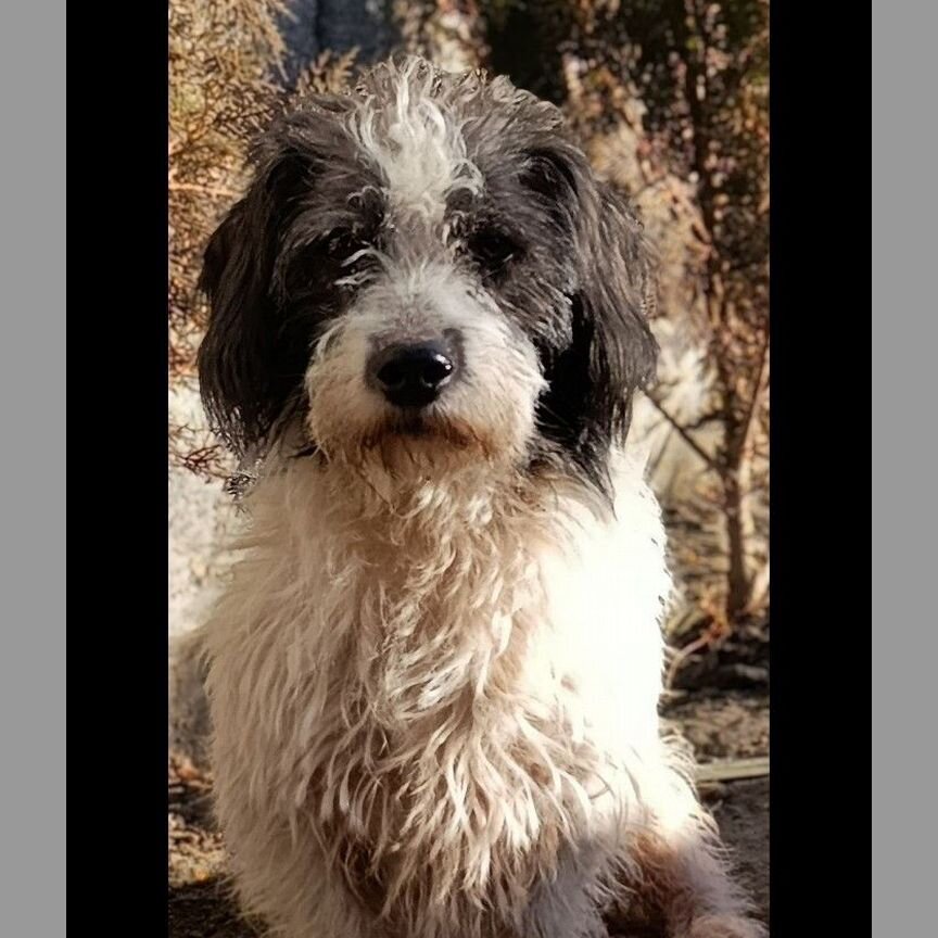 Взрослый пёс в добрые руки