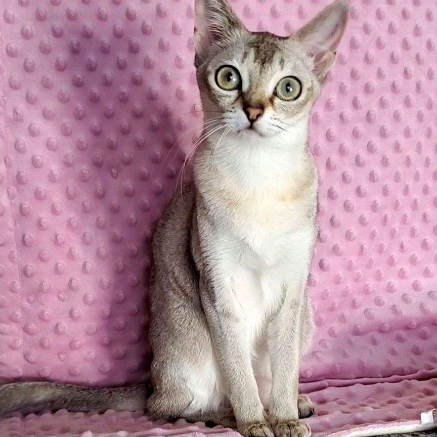 Кошка породы сингапура из питомника "Бибигон"