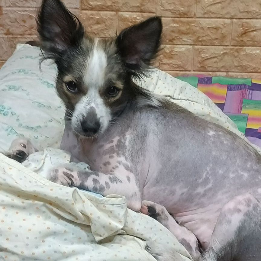 Китайская хохлатая, щенок