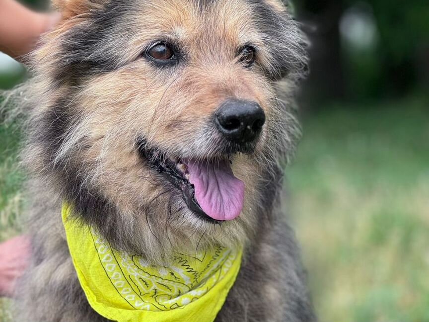 Собака Ёлка ищет дом