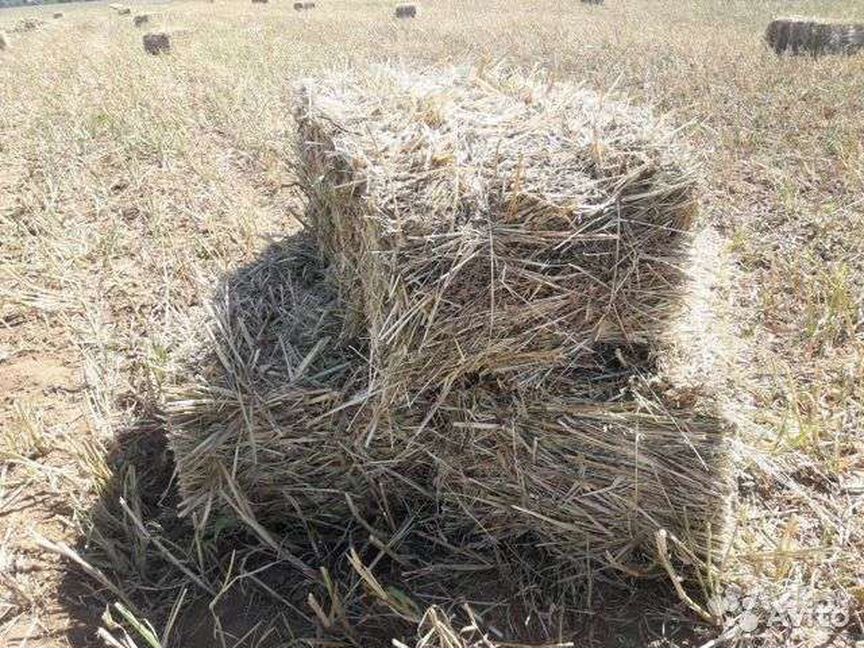 Сено суданка