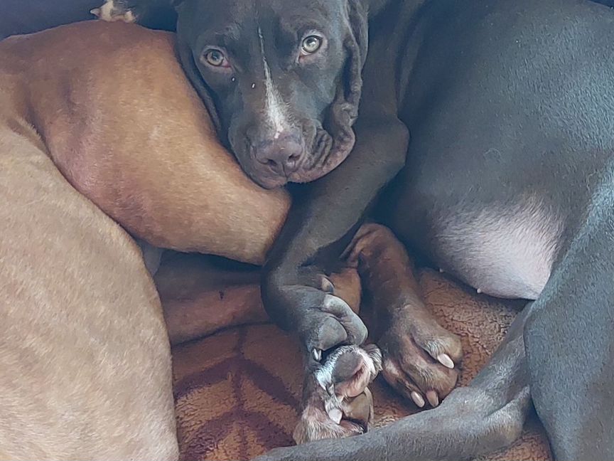 Щенки питбультерьера