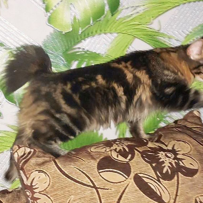 Кошечка боб тейл