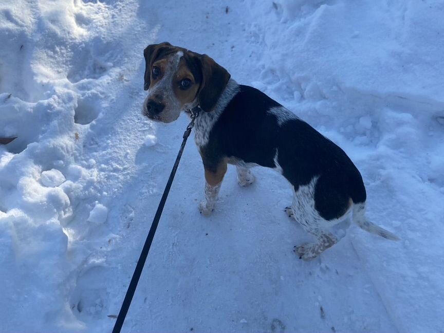 Собака в добрые руки