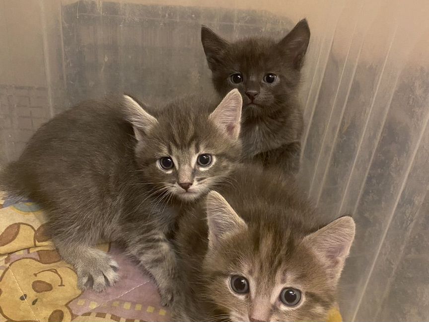 Котята в добрые ручки