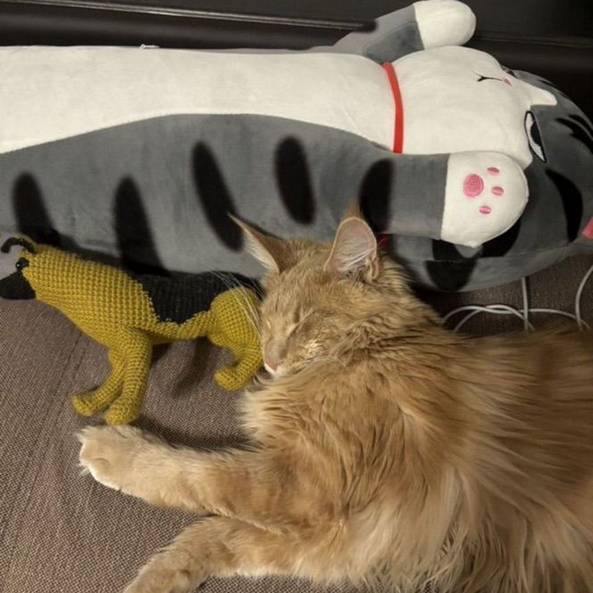 Кошка мэйнкун