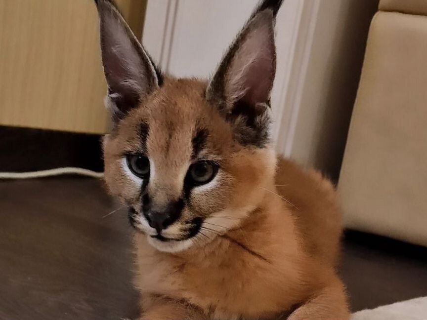 Кошка каракет