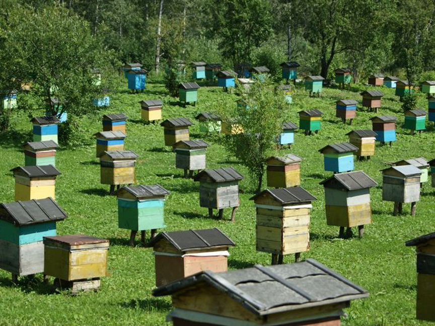 Ульи для пчел, рамки сушь бу