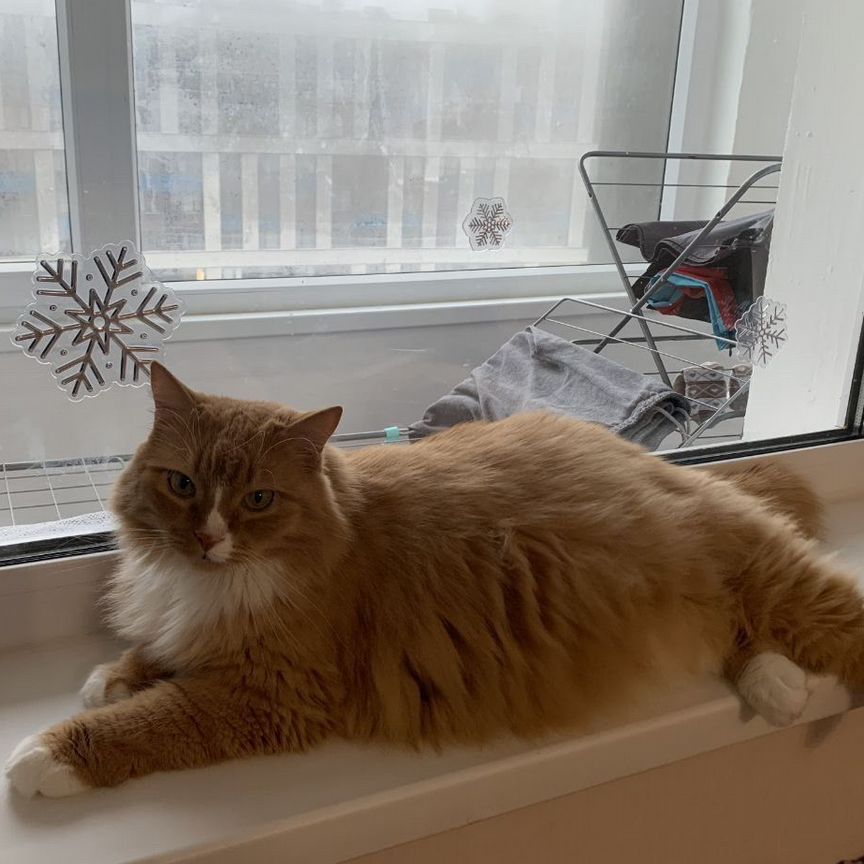 Взрослая, кошка в добрые руки