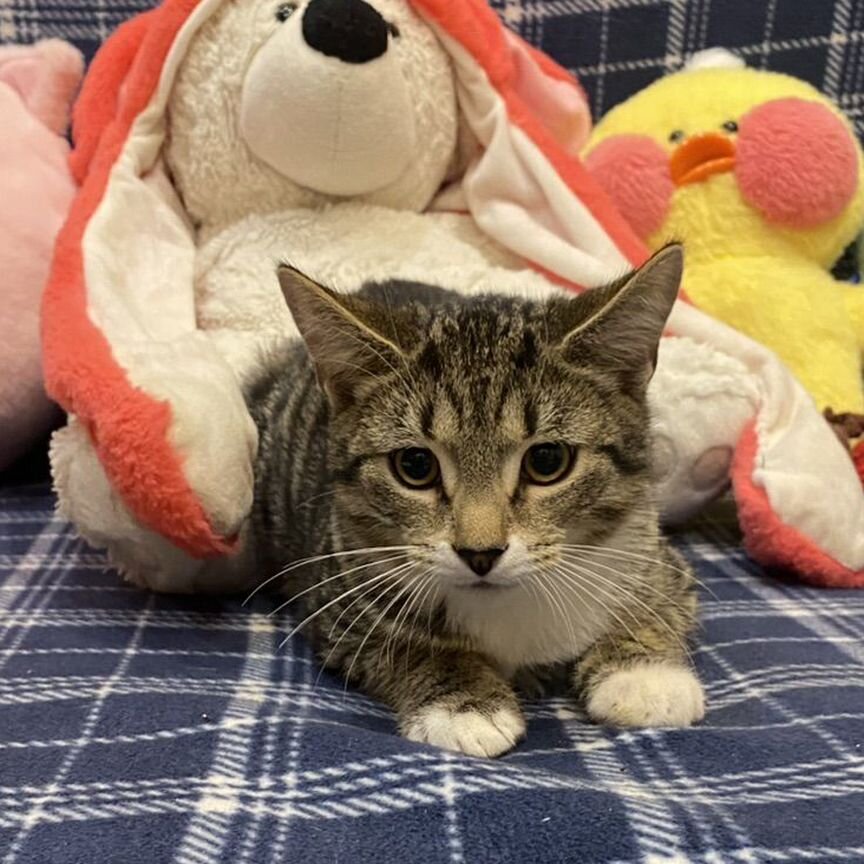 Котёнок в добрые руки