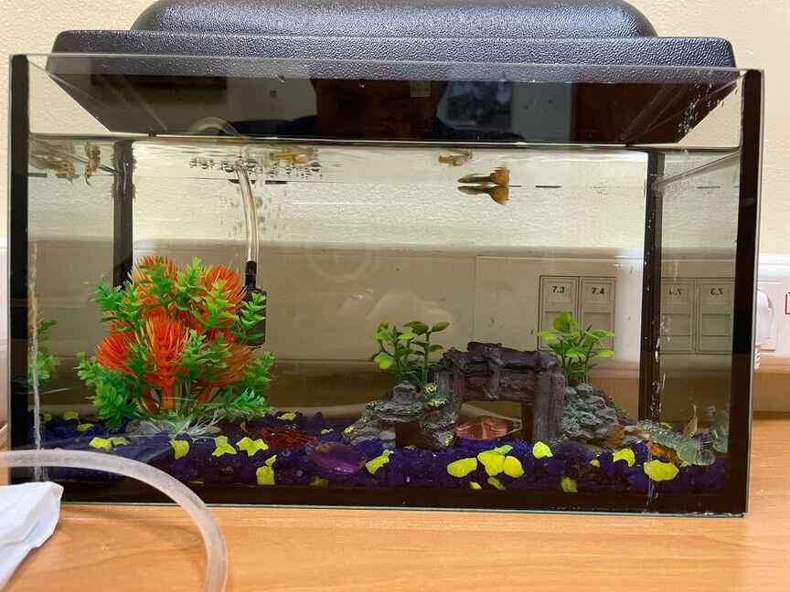 Аквариум с рыбками