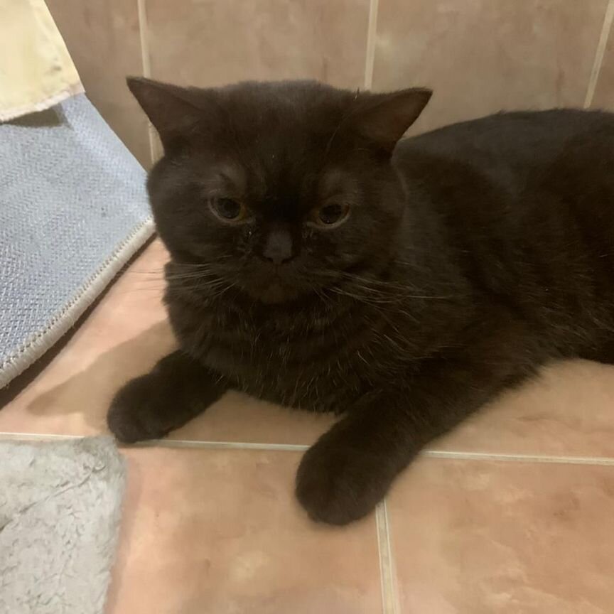 Кот