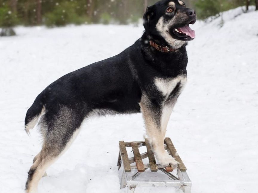 Собака дворянского происхождения