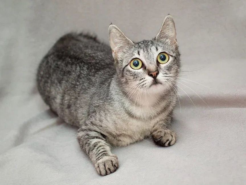 Ласковая кошечка