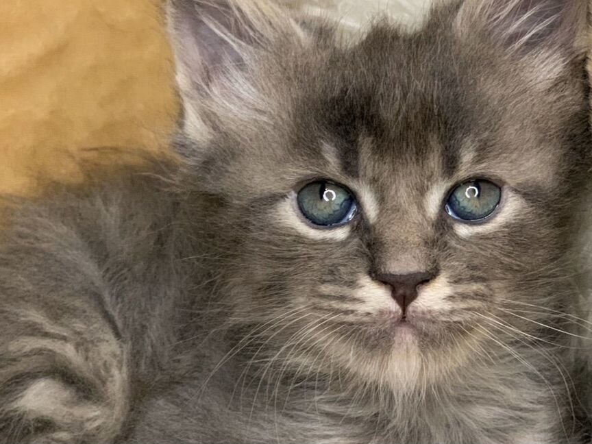 Котята мейн-кун