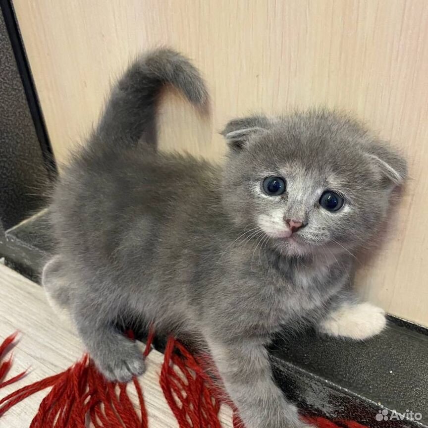 Шотландские вислоухие котята серые