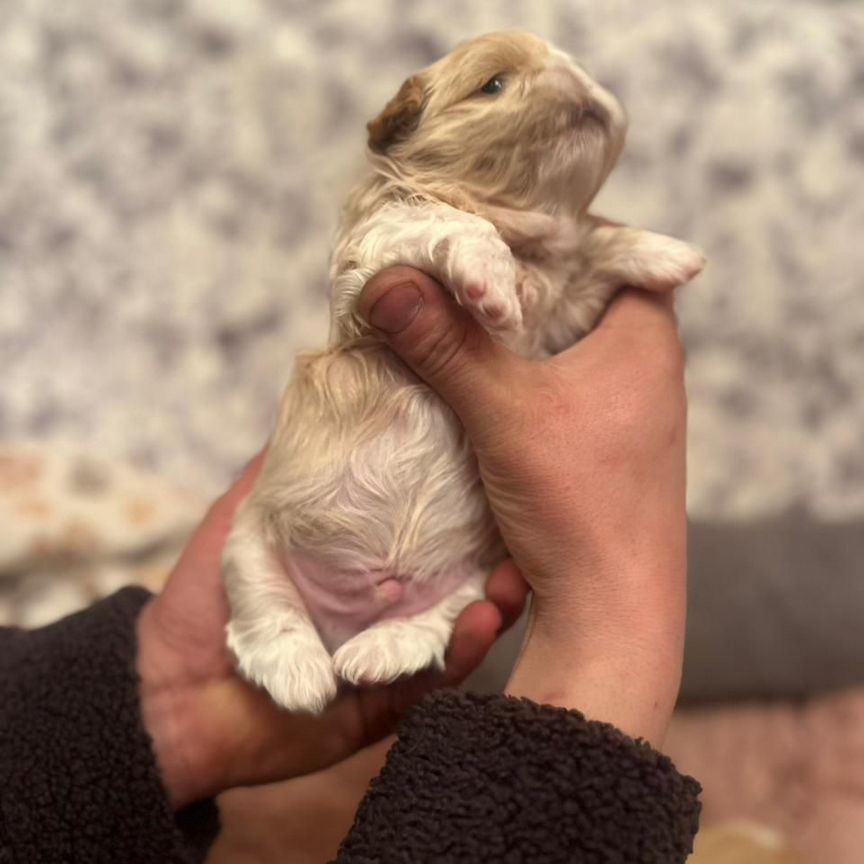 Щенки королевского пекинеса