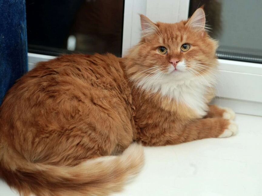 Кот Шуберт 3,5 года