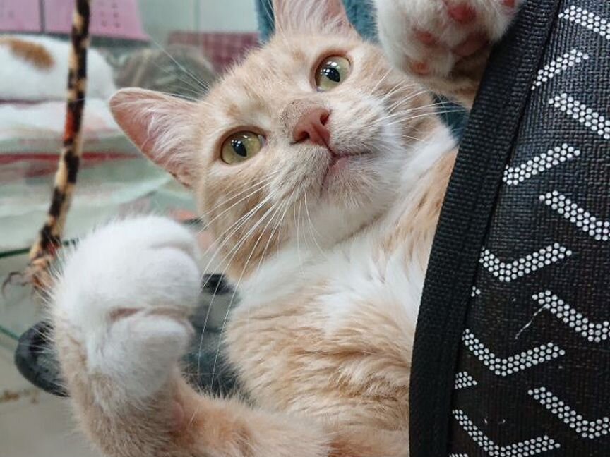 Кошки в добрые руки бесплатно