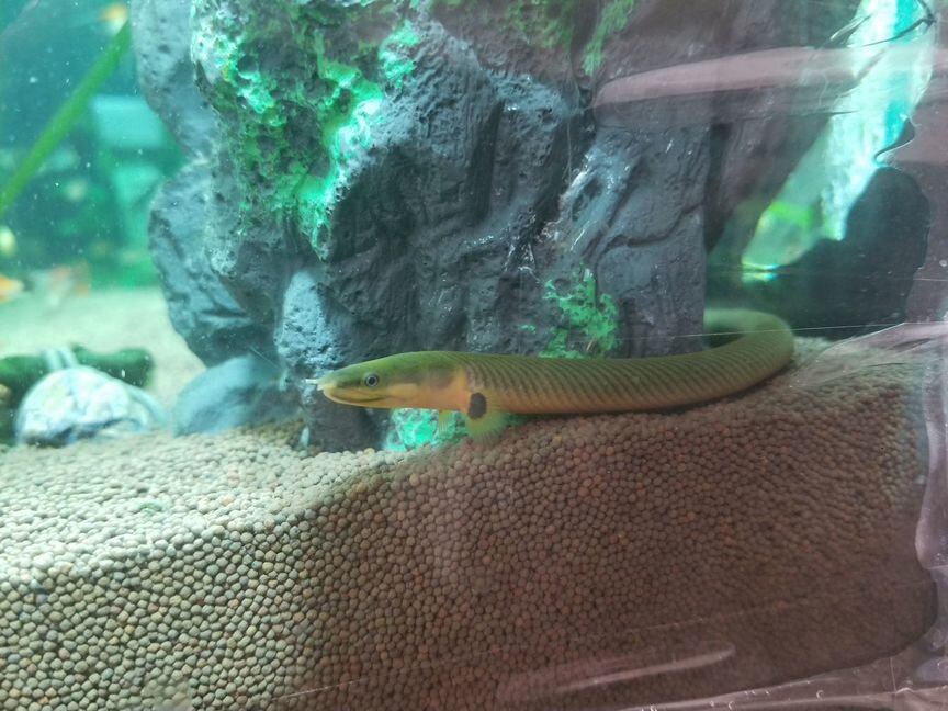 Каламоихт Калабарский