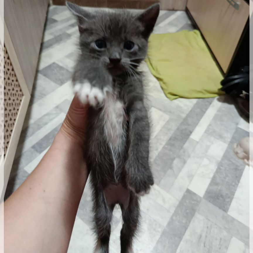 Котята в добрые руки бесплатно