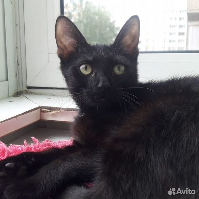 Кошка/котенок/подросток