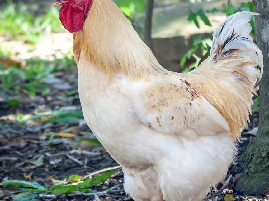 Петухи Хайсек браун