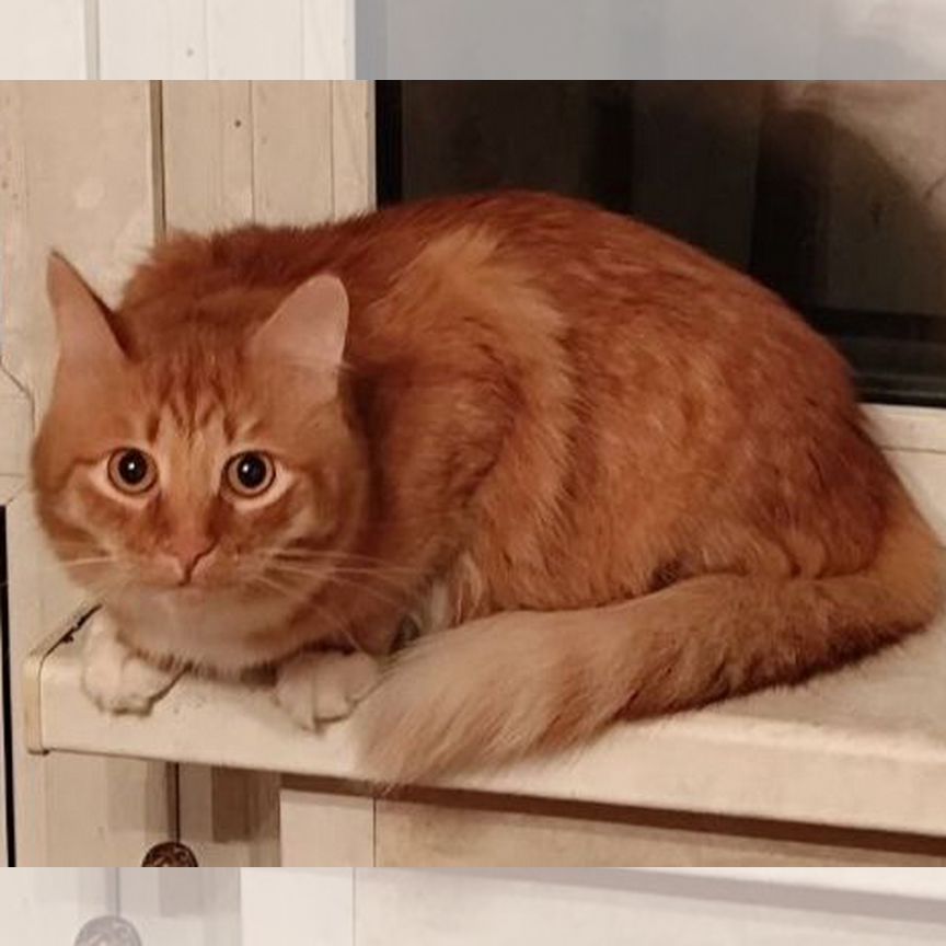 Взрослый кот в добрые руки