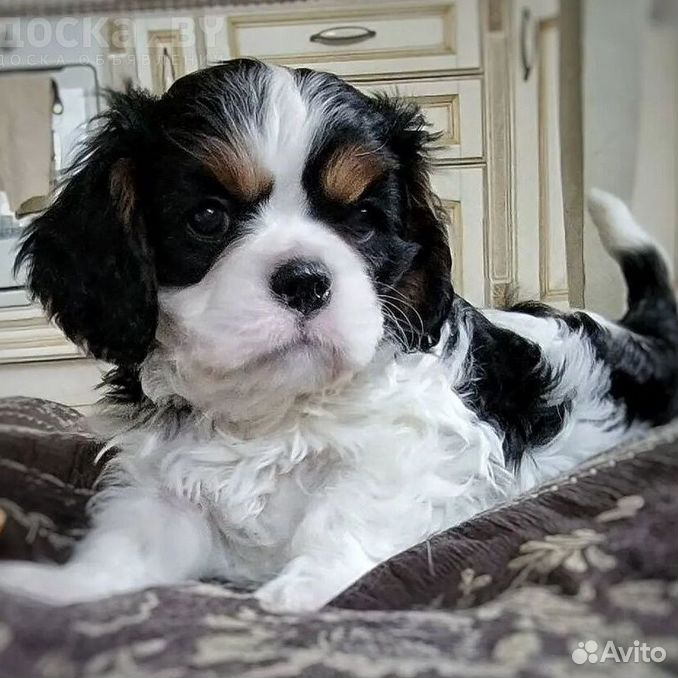 Спаниельчики мальчики кавалерчики