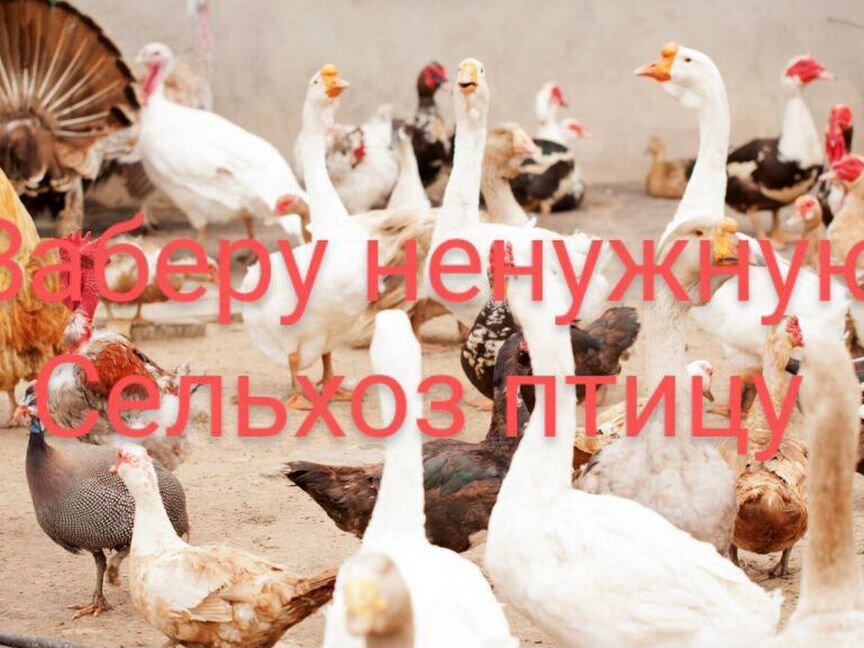3aбeрy ненужную сельхоз птицу
