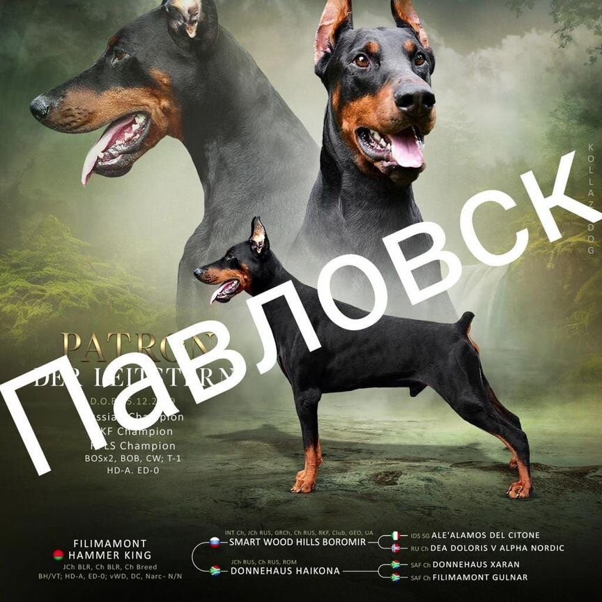 Доберман вязка