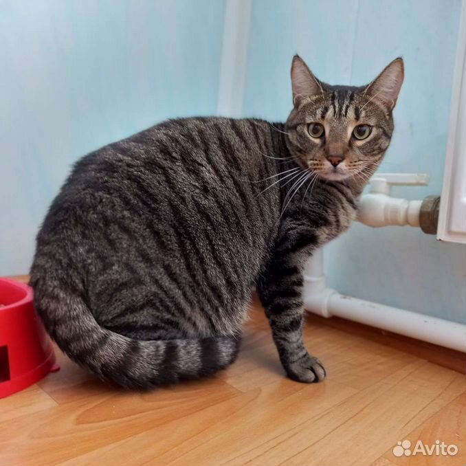 Кот Брюс, 3 года, кастрирован