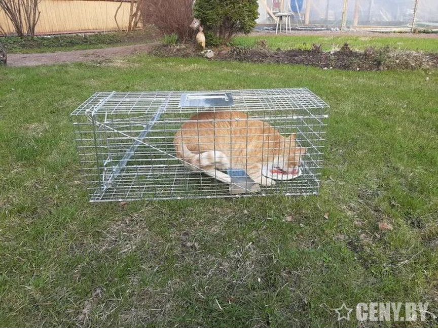 Кошколовка. Клетка для ловли животных
