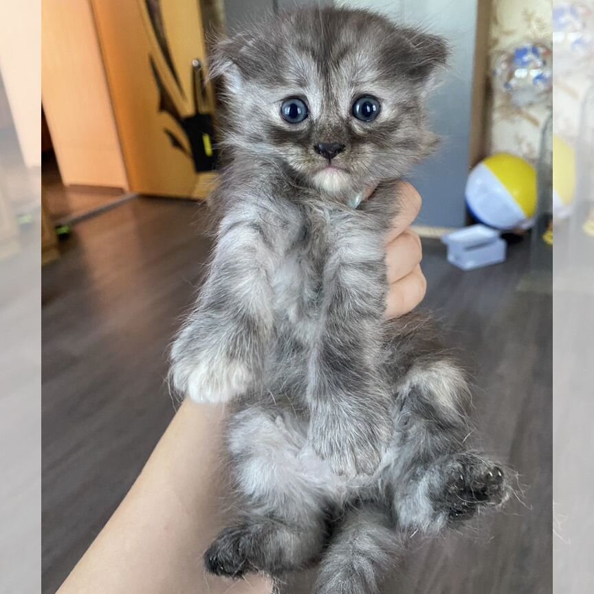 Шотландский вислоухий длинношёрстный котёнок