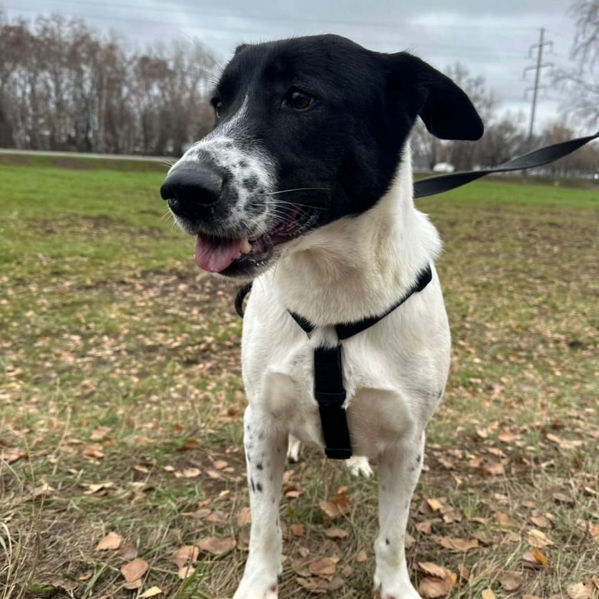 Смоки ещё не отчаялся, он верит