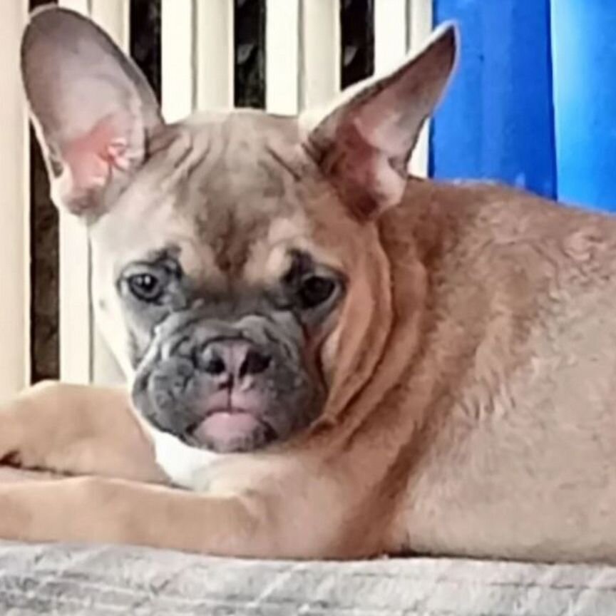 Французский бульдог, щенок