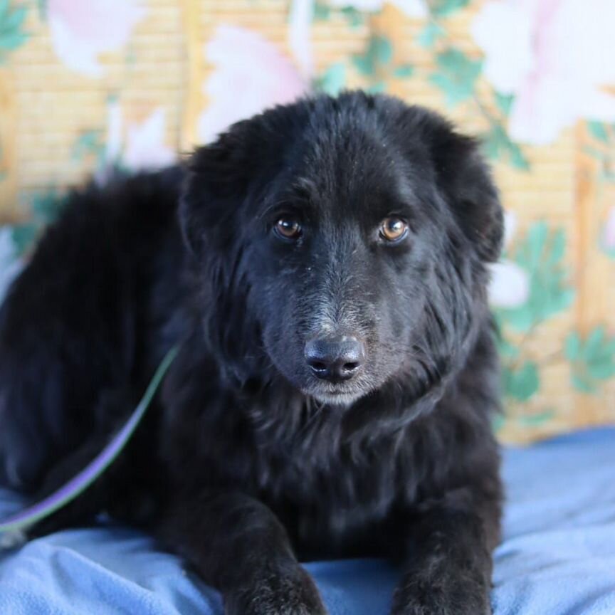 Собачка Кнопка