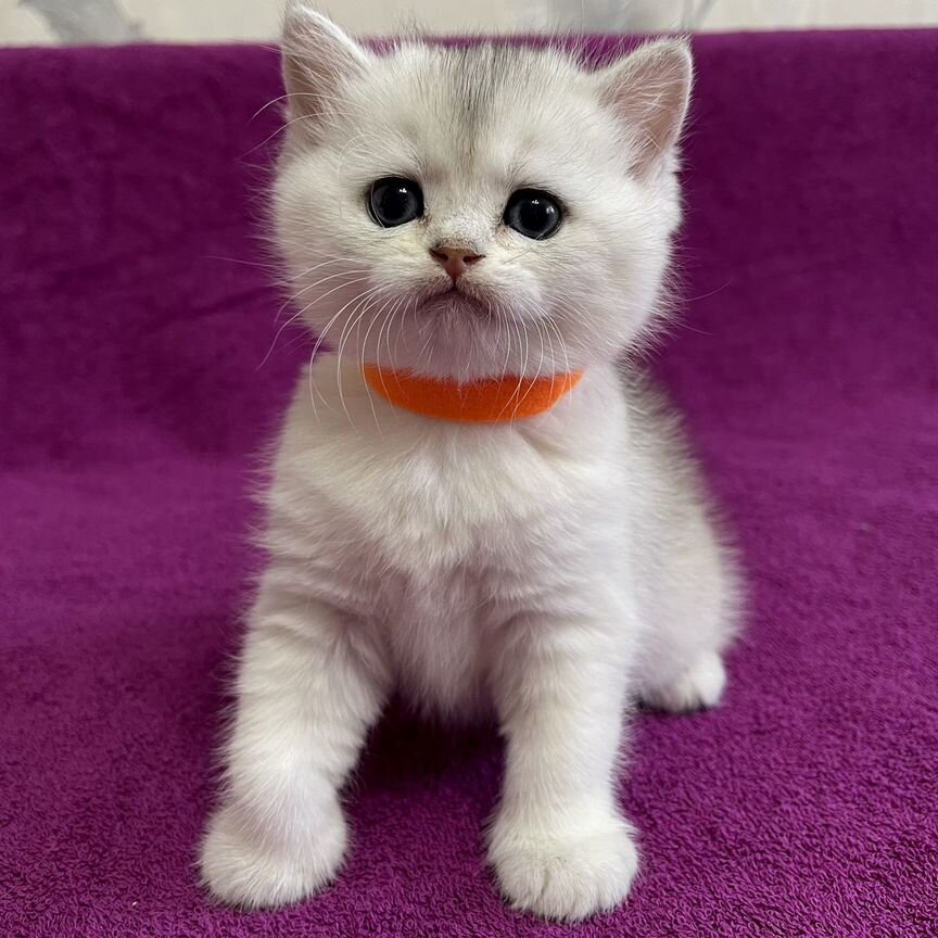 Британский короткошёрстный котёнок