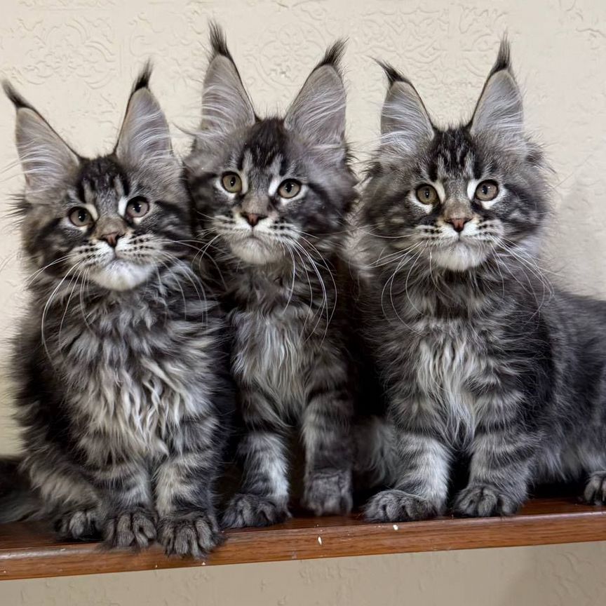 Мейн-кун котёнок