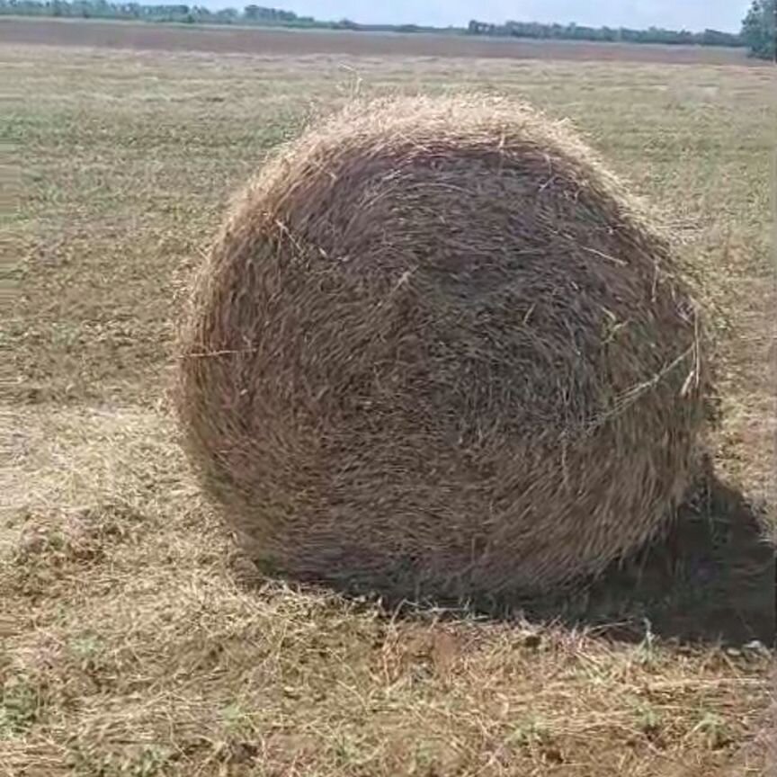 Сено стеное разнотравье