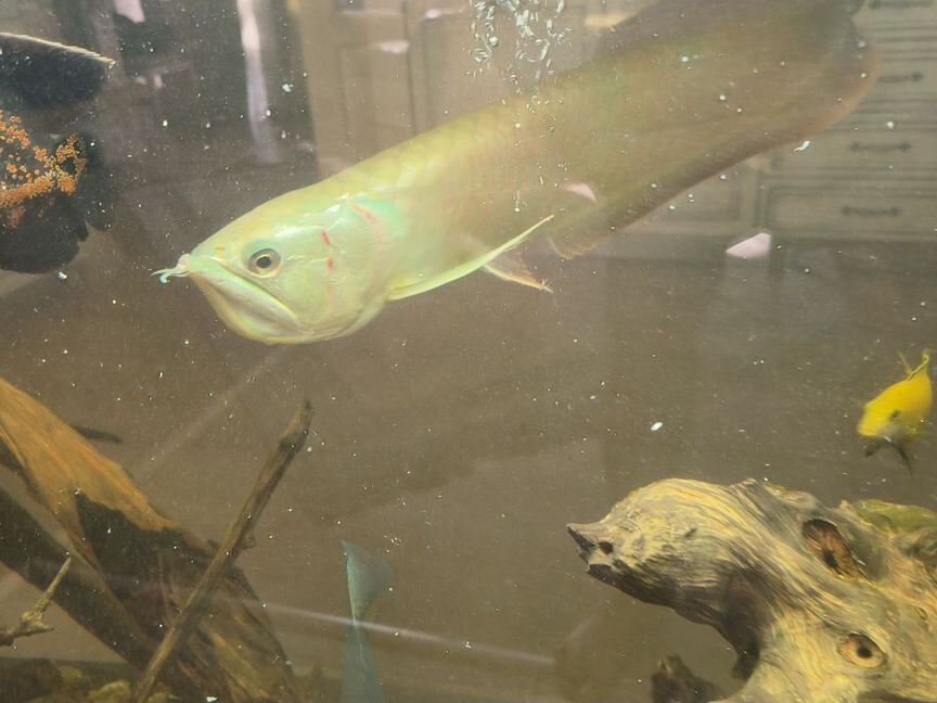 Рыба арована