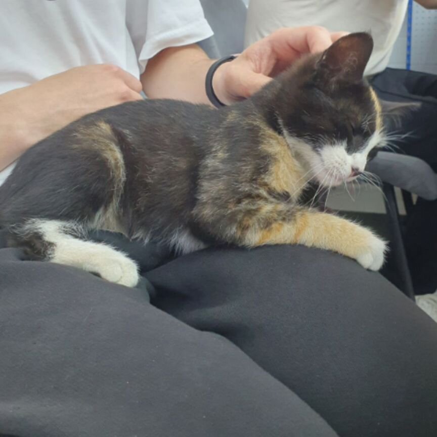 Котенок