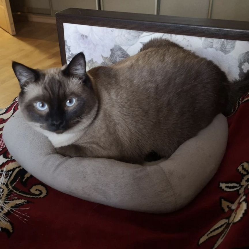 Кот Симба