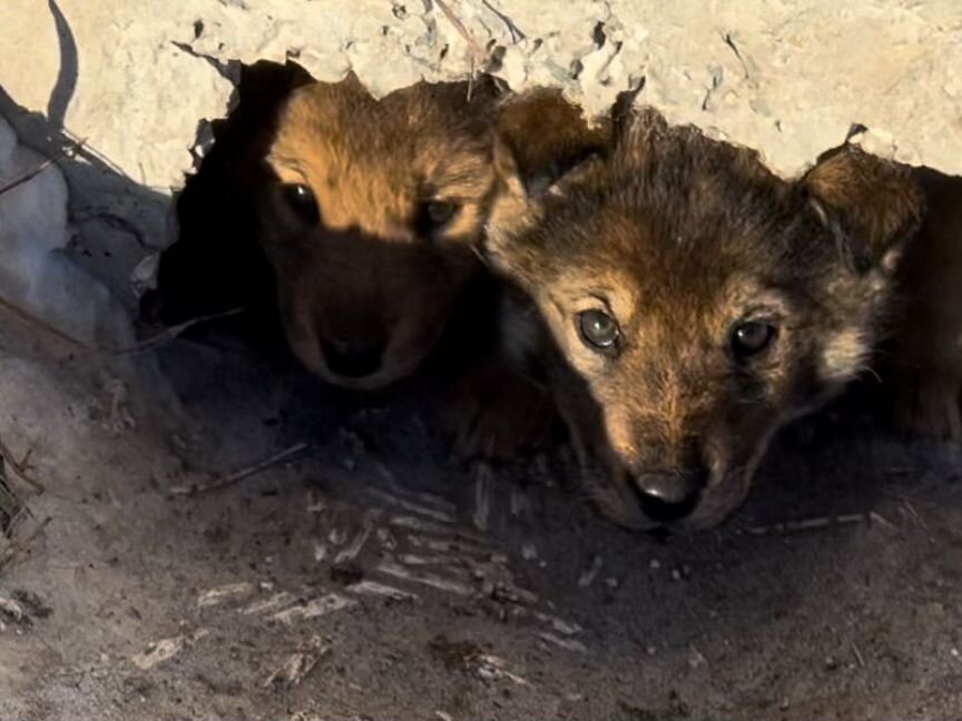 Щенки умирают под плитами